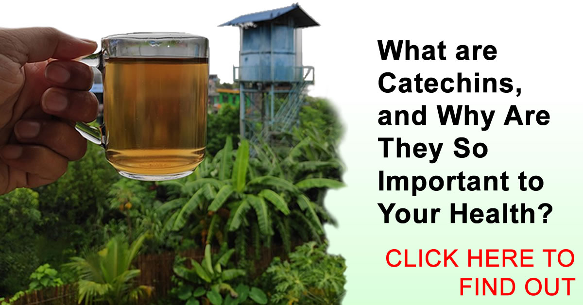 Catechins and its Benefits on Cognitive Function - VitaminPROS