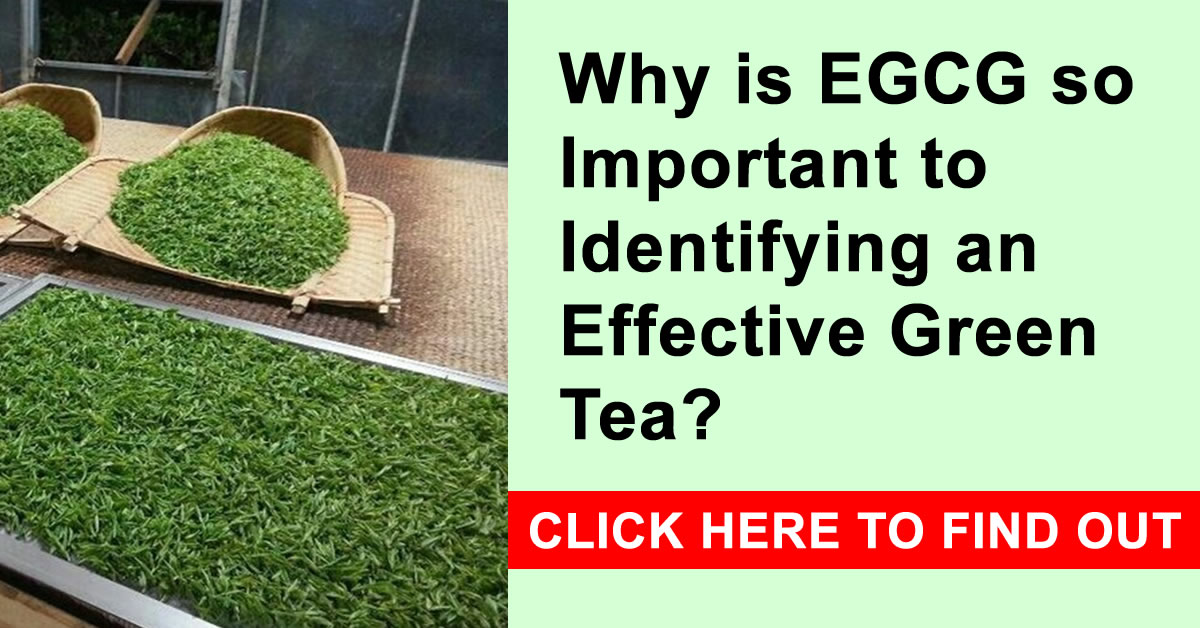 Epigallocatechin gallate (EGCG ) and its Importance to Green Tea ...