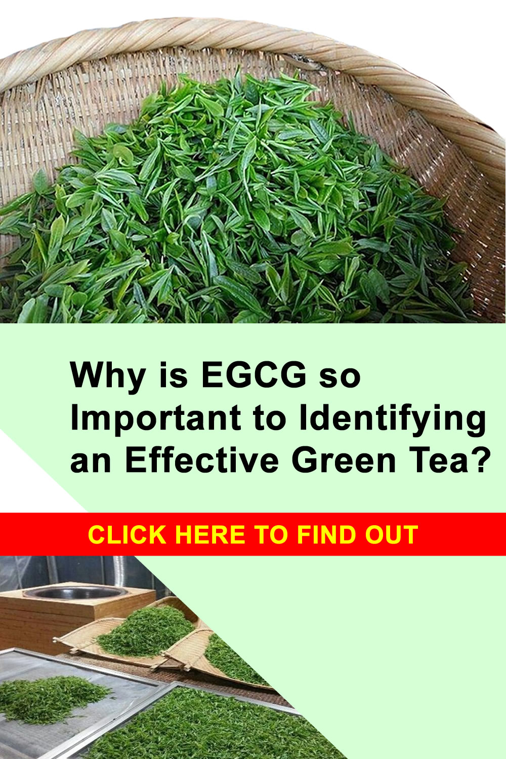 Epigallocatechin gallate (EGCG ) and its Importance to Green Tea ...